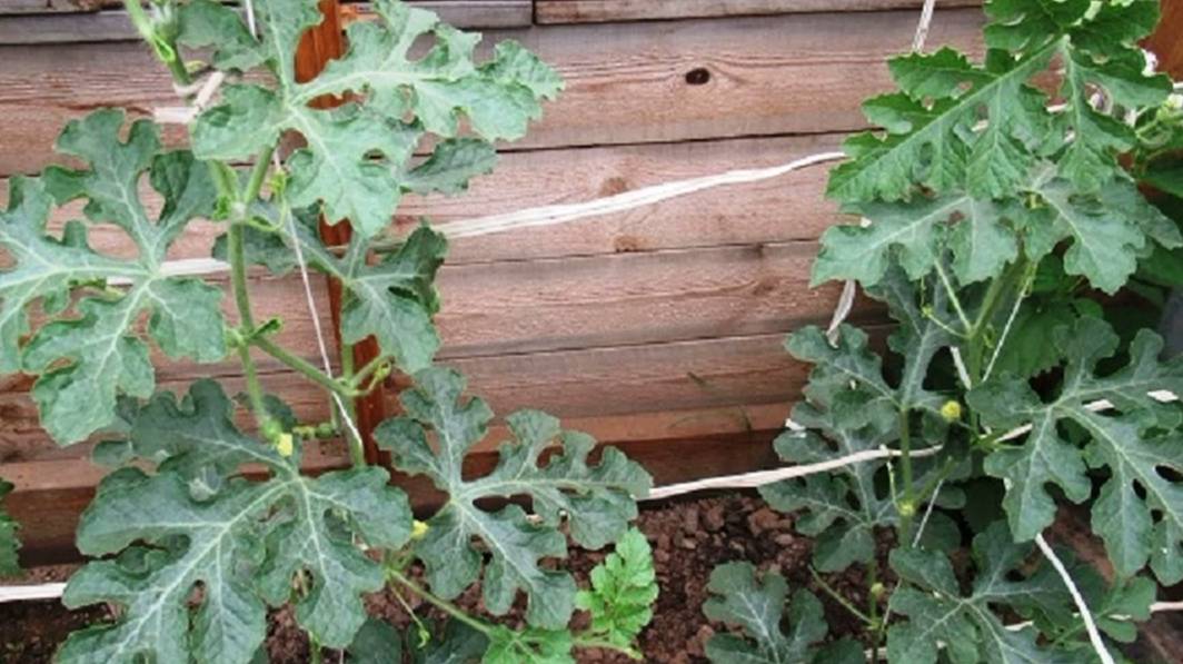 Выращивание арбузов в теплице: обзор 28 июня 2025 г