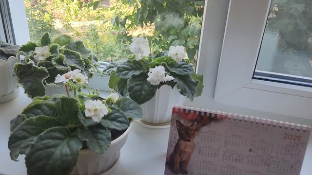 Весёлые истории из жизни мамы