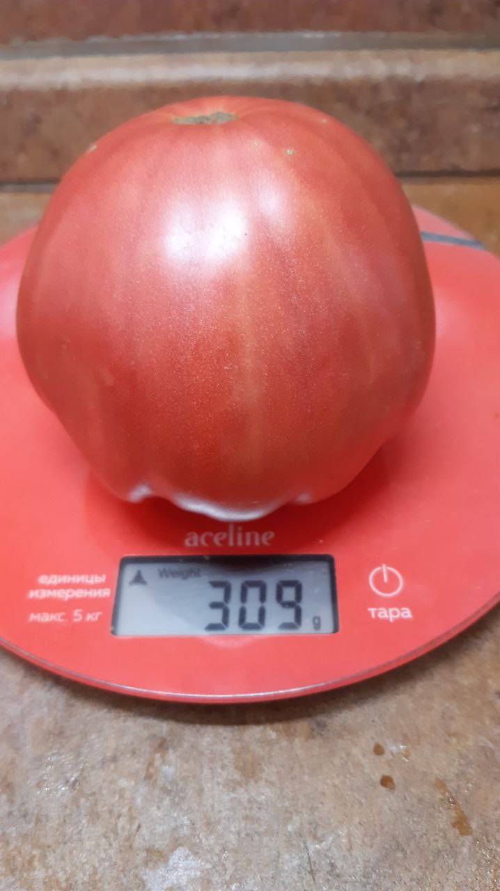 Томат Пальмиро Алессандро гигант (Гигантская звезда Алессандро).  Потрясающий, супер сорт из Италии