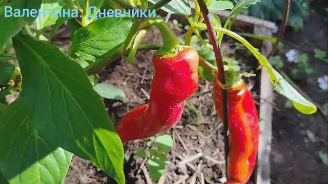 24.08.2025  С утра завтрак и проверка растюх, как там томаты в теплице и перцы в открытом грунте..