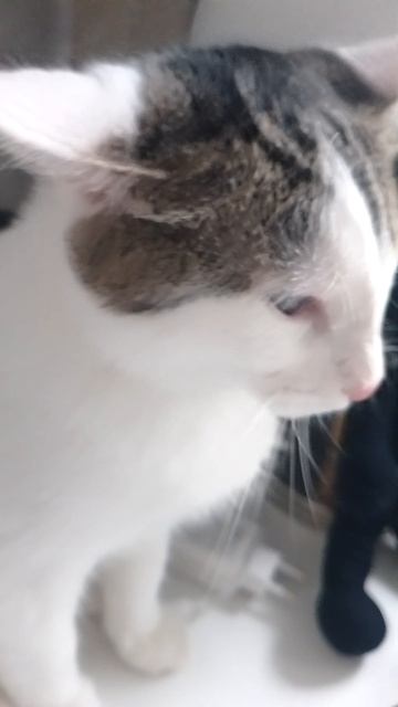 база камер и амогусов 3.2