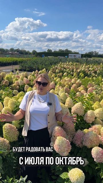 Гортензия метельчатая `Саммер Лав` Hydrangea paniculata `Summer Love`® в питомнике "ЁЛЫ-ПАЛЫ"