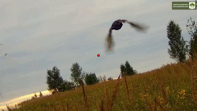 Королевский дуплет