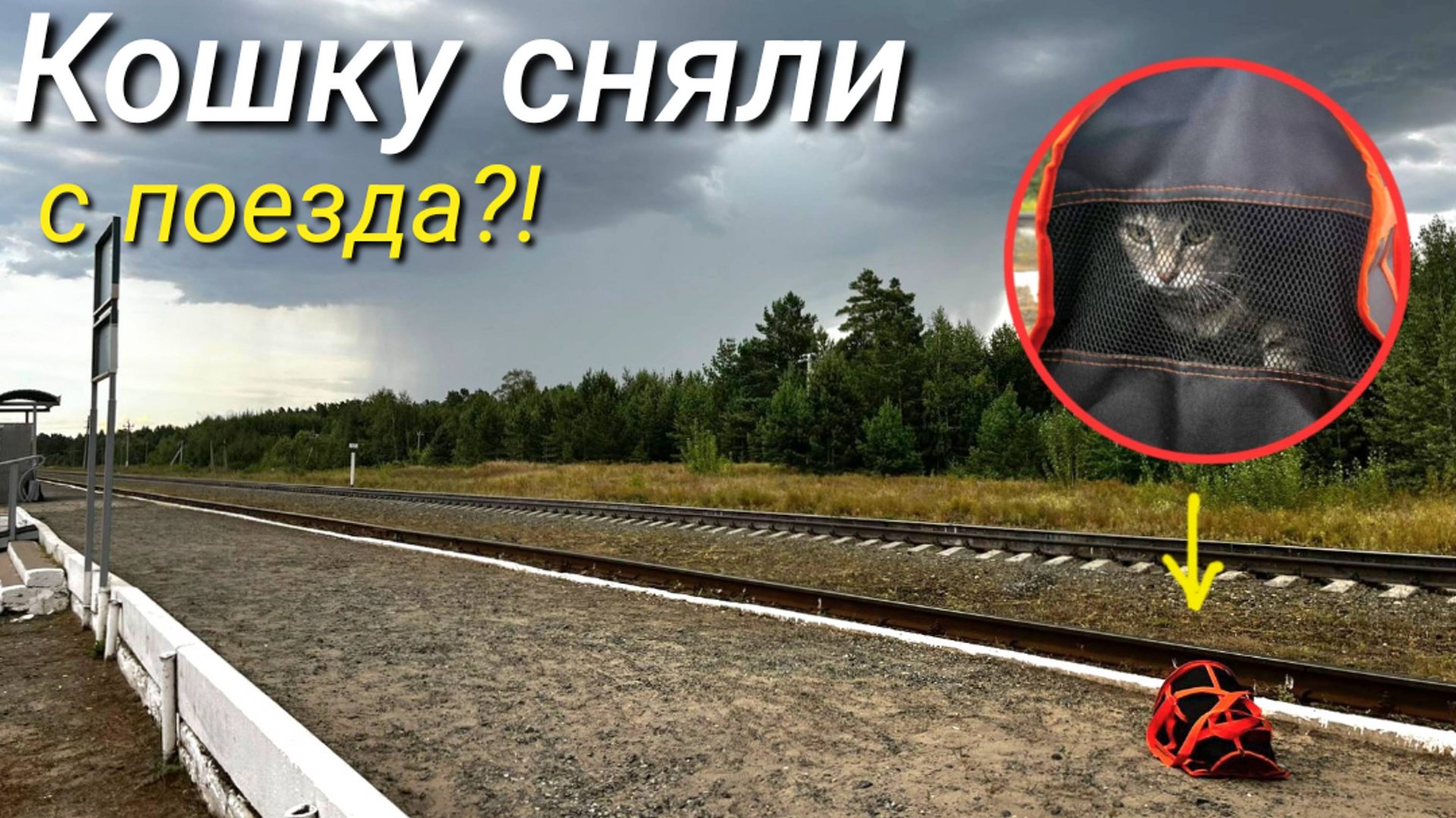 Кошку сняли с поезда / в мокрой и закрытой сумке она ждала конца