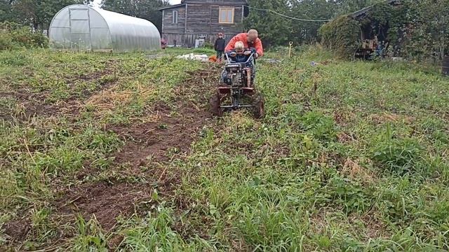 Результаты по картофелю Беллароза, Гала и Фаворит в этом, не самом удачном по погоде году.