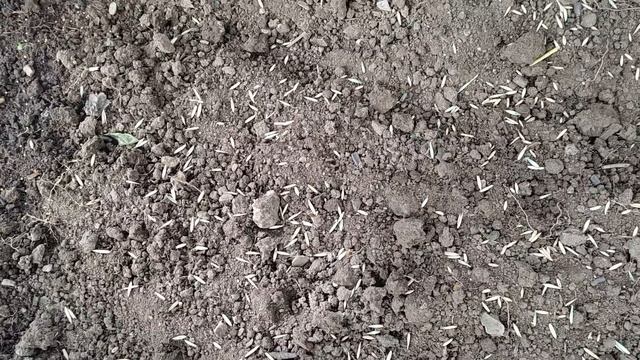 Освободились грядки, срочно сажаю сидераты для обеззараживания и удобрения почвы