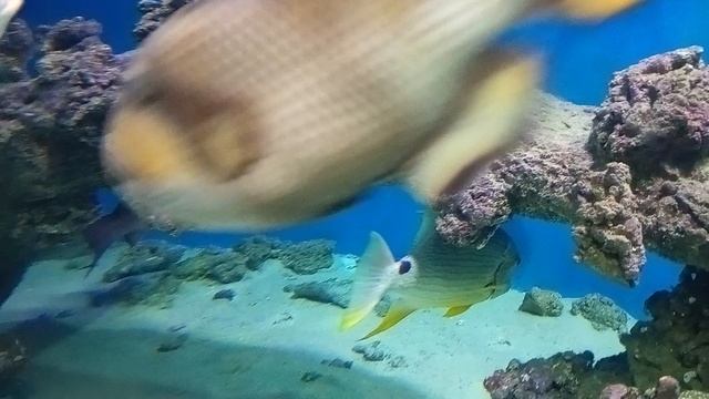 Москвариум ВДНХ Москва. Самый большой океанариум в Европе,80 аквариумов, 12000 обитателей