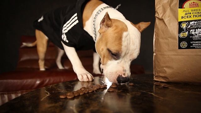 Сухой корм для собак стаффордширский терьер