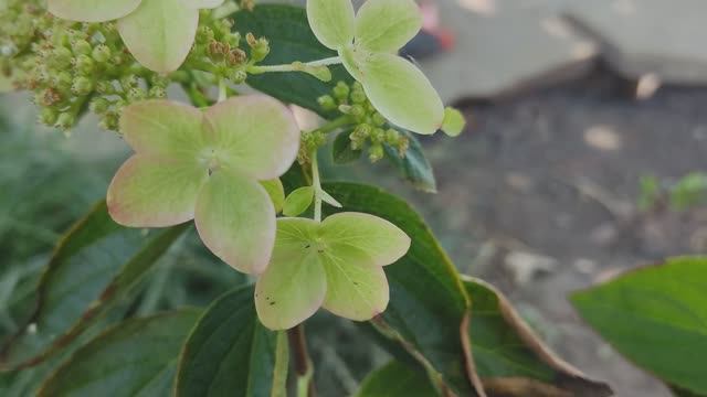 Метельчатая гортензия металлика. Начало окрашивания