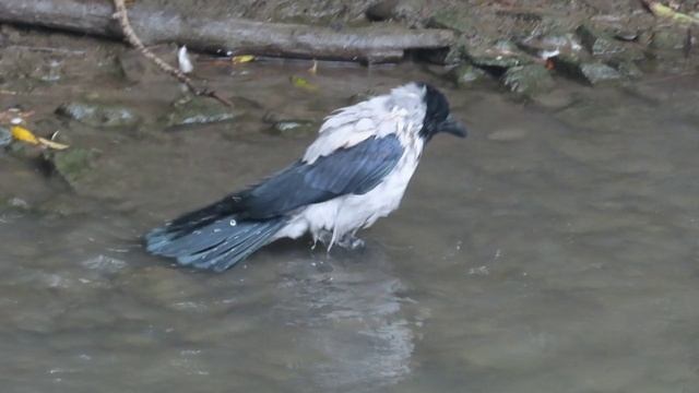 Невероятно! Чомга на Искитимке в Кемерово