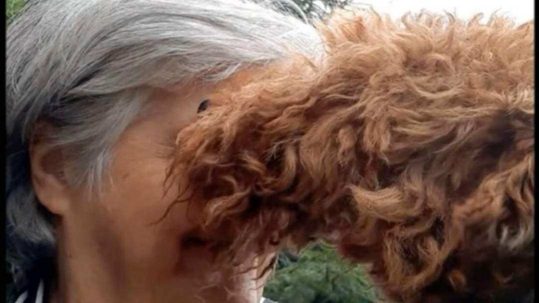 День благодарности собаке-VIII-2025