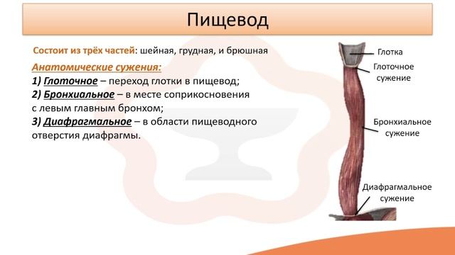 Видео-лекция №17.2 Глотка. Пищевод