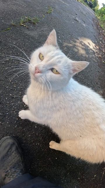 Кошка ЛЮДОЕД