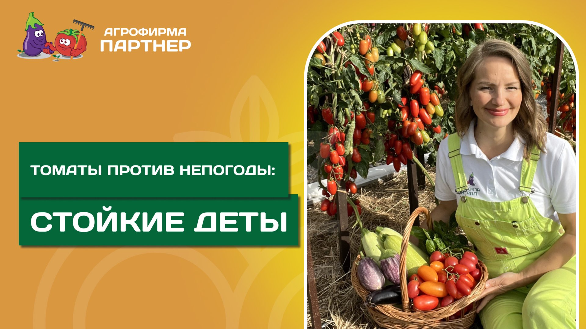 ТОП ДЕТЕРМИНАНТНЫХ ТОМАТОВ | Выносливые низкорослые гибриды сезона 2025