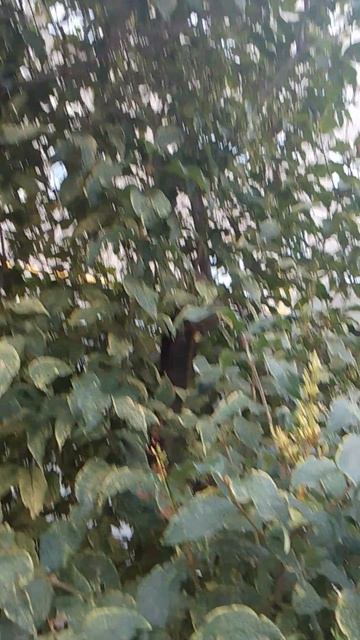 сирень мохнатая