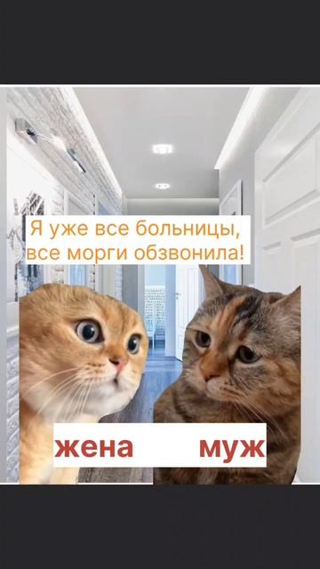 Сериал #ДваКота Очень беспокойная жена попалась! 🙀😅🔥 #котики #житьжизнь #анекдот #мем #юмор #прикол