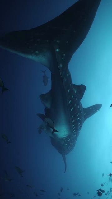 Дайвинг с самой большой рыбой планеты, китовой акулой