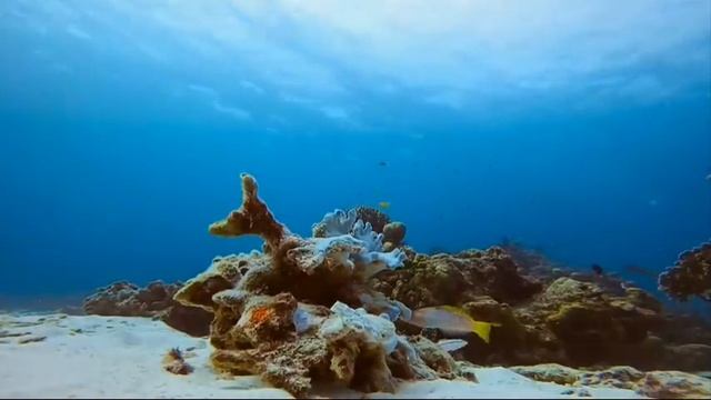 Обитатели морей смотреть для расслабления / Релакс