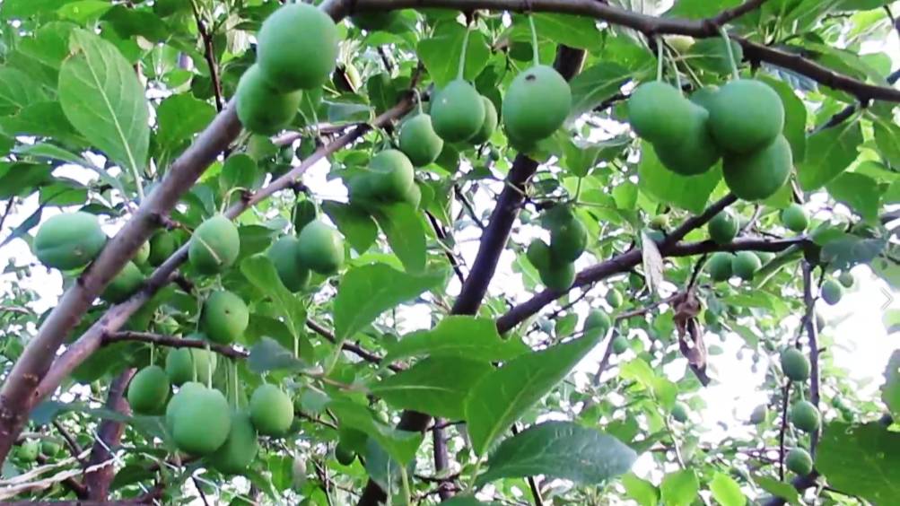 Обильное количество слив на деоеве: обзор от 30 июня 2025 г