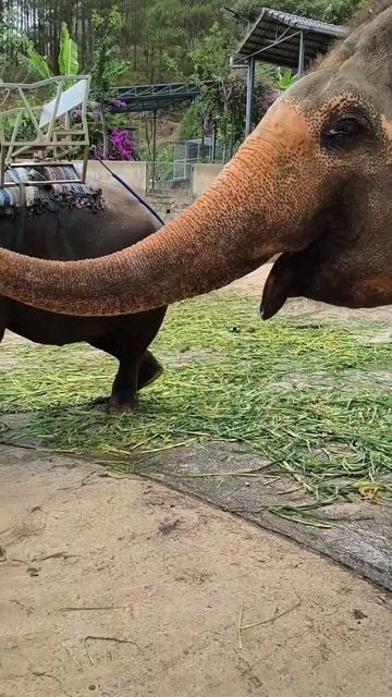 Вьетнам. Слон обсморкал меня. Экскурсия в Далат.Нячанг 72 тысячи рублей с перелетом.@tutsi-dieti