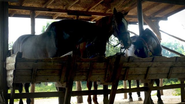 4976888-uhd_3840_2160_30fps