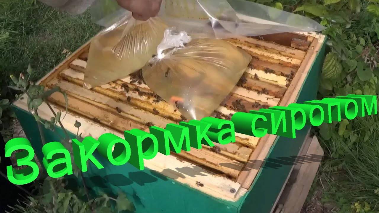 Зачем матерый пчеловод Кашковский сыпет пчелам сахар в зиму? Вы удивитесь