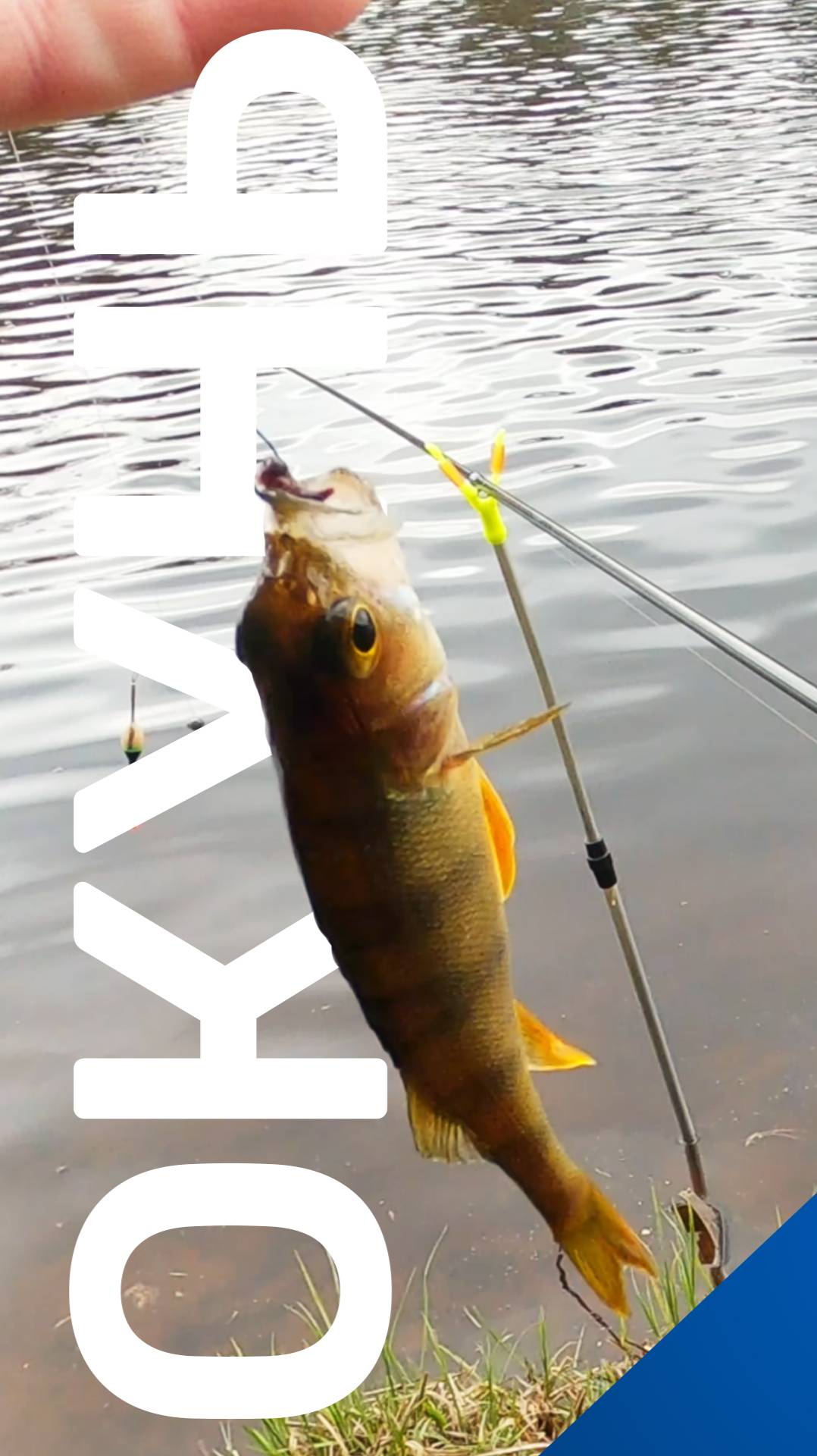 Окунь на поплавочку / Река Медведица