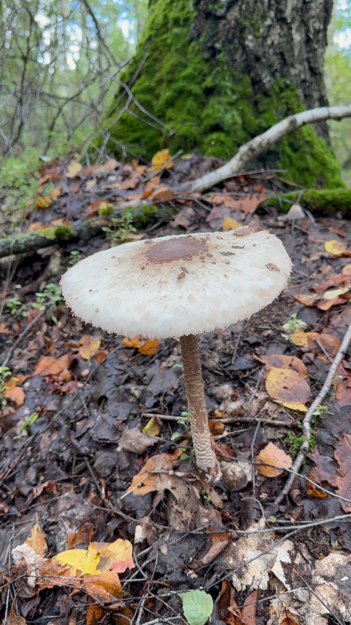 🍄🟫Зонтики пестрые 🍄🟫 27.08.2025 г. Курская область🍄🟫