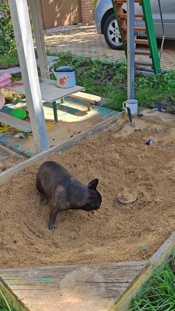 Автоматический взрыхлитель земли