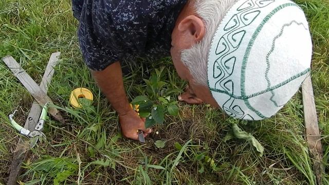 Прививка двухмесячным дичкам глазком