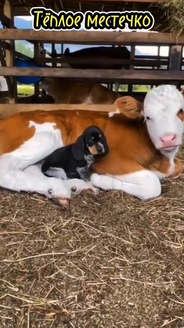 Пристроился