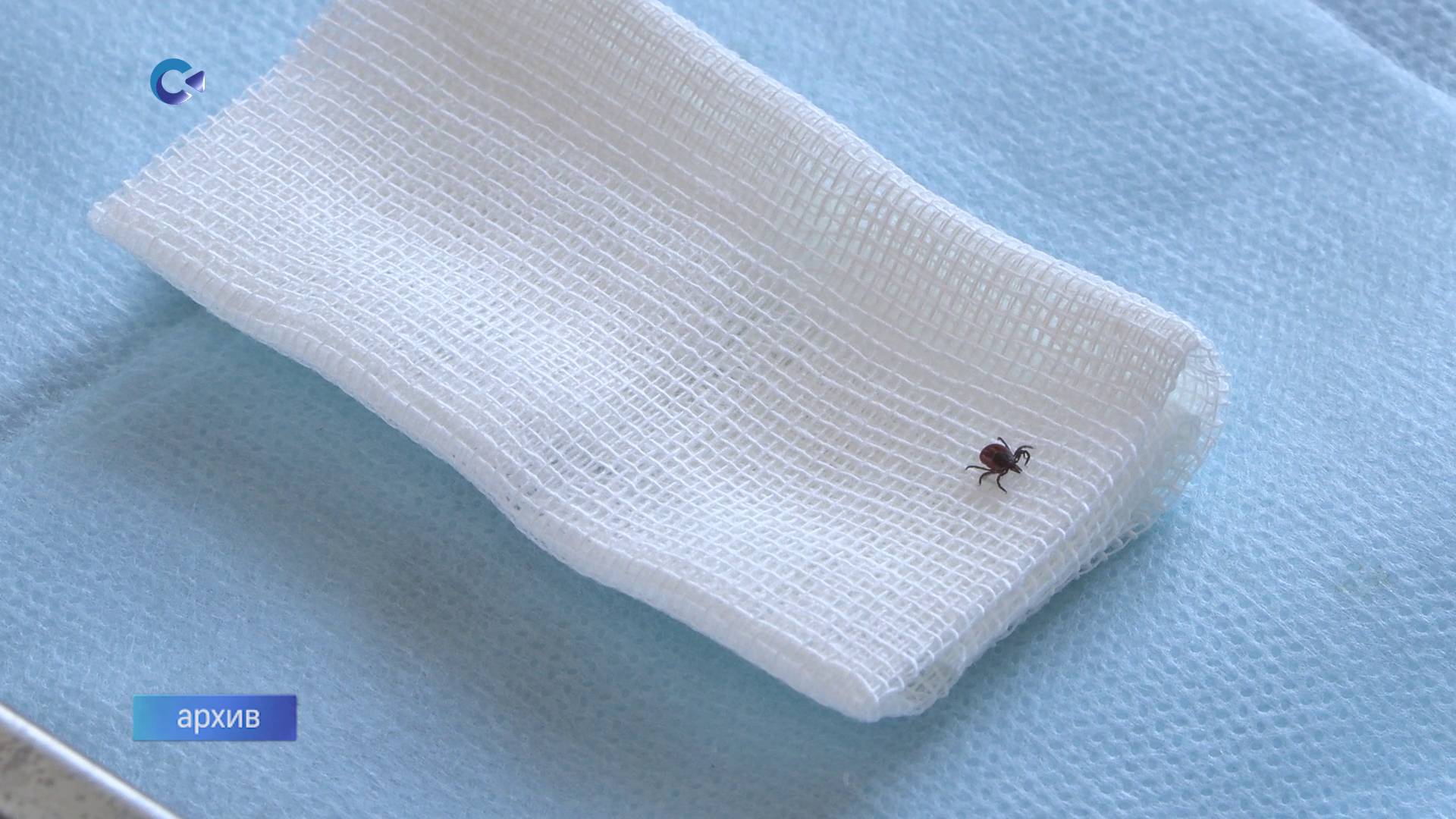 Около 3800 человек обратились с укусами клещей в больницы Карелии в этом году