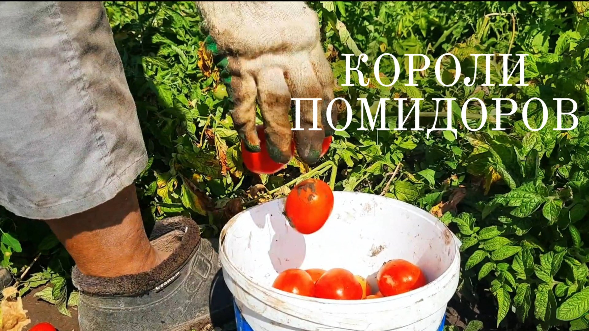 Влог о помидорах: сбор урожая с моего огорода