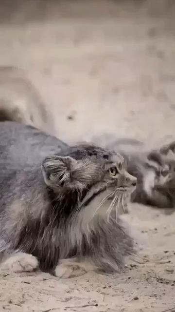 Мама-манул с ангельским терпением