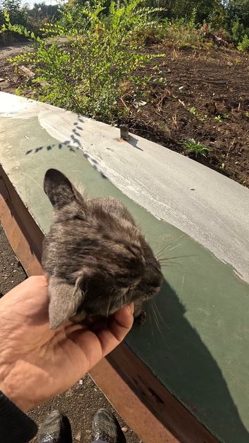 ЗАВОДСКОЙ КОТИК