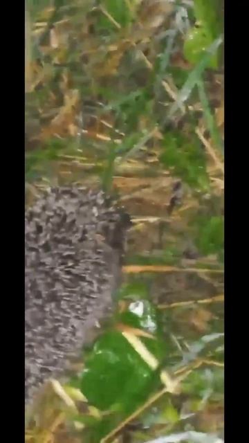 Как в мультике, только по-настоящему!