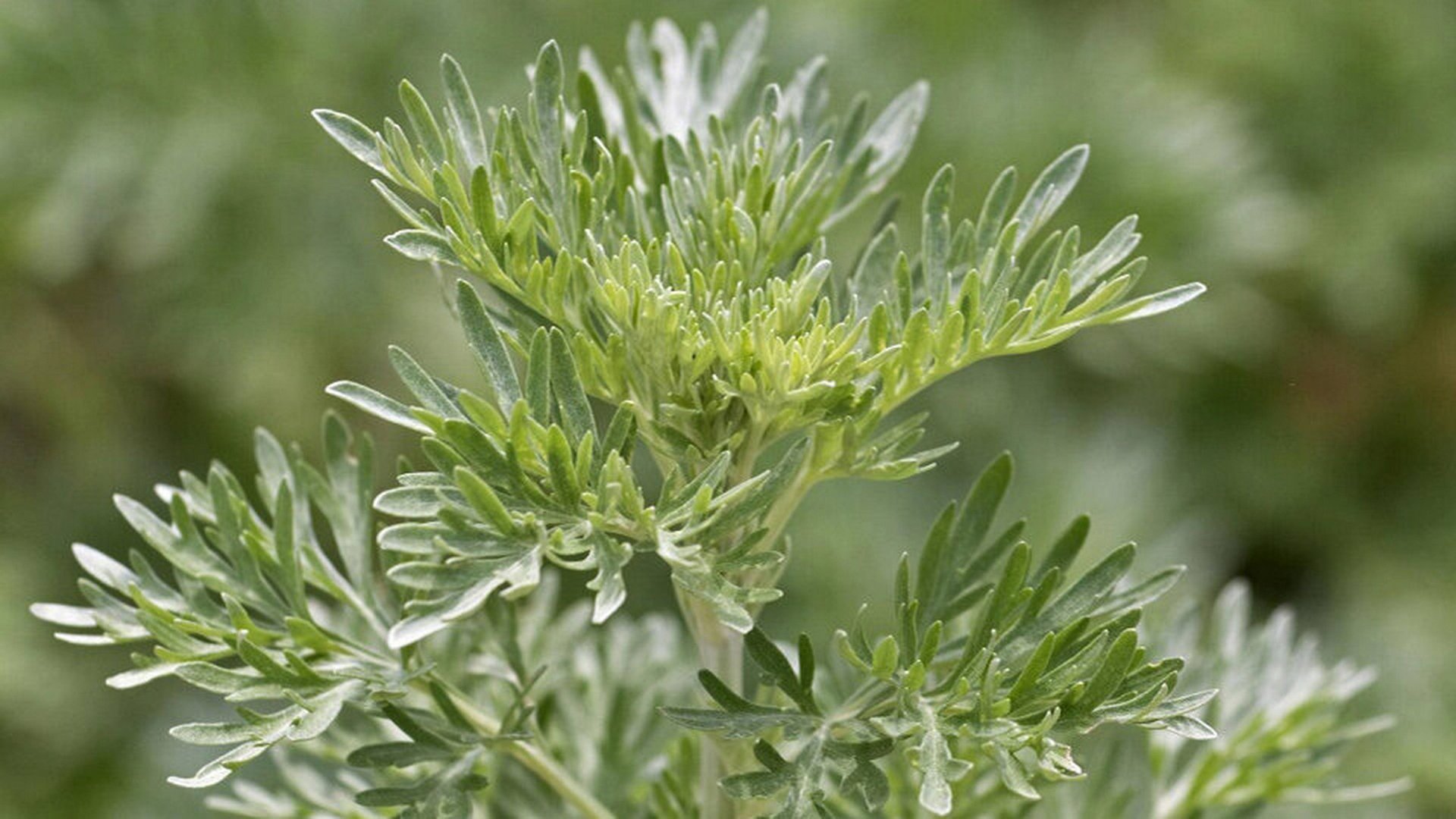 П𝕠лыℍь. 𝕄и𝕔𝕋ич𝕖𝕔𝕜𝕒я 𝕞𝕪𝟛ы𝕜𝕒 для 𝟛𝕒щи𝕋ы