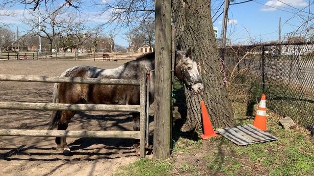 4017071-hd_1920_1080_30fps