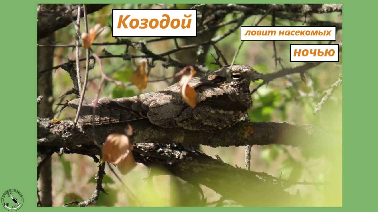 Козодой - необычная птица, охотится ночью, днём спит. Крохотный клюв и чёрные глаза