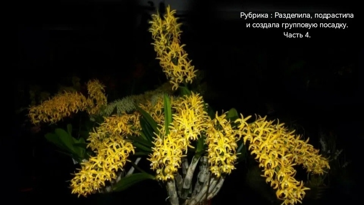 Групповая посадка из подрощенных делёнок дендробиума Golden Rain. Часть 4