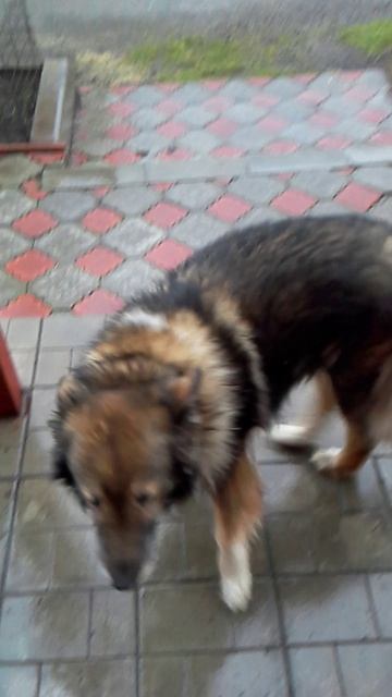 Собака Шарик