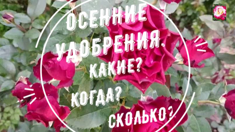 ОСЕННИЕ УДОБРЕНИЯ ДЛЯ РОЗ