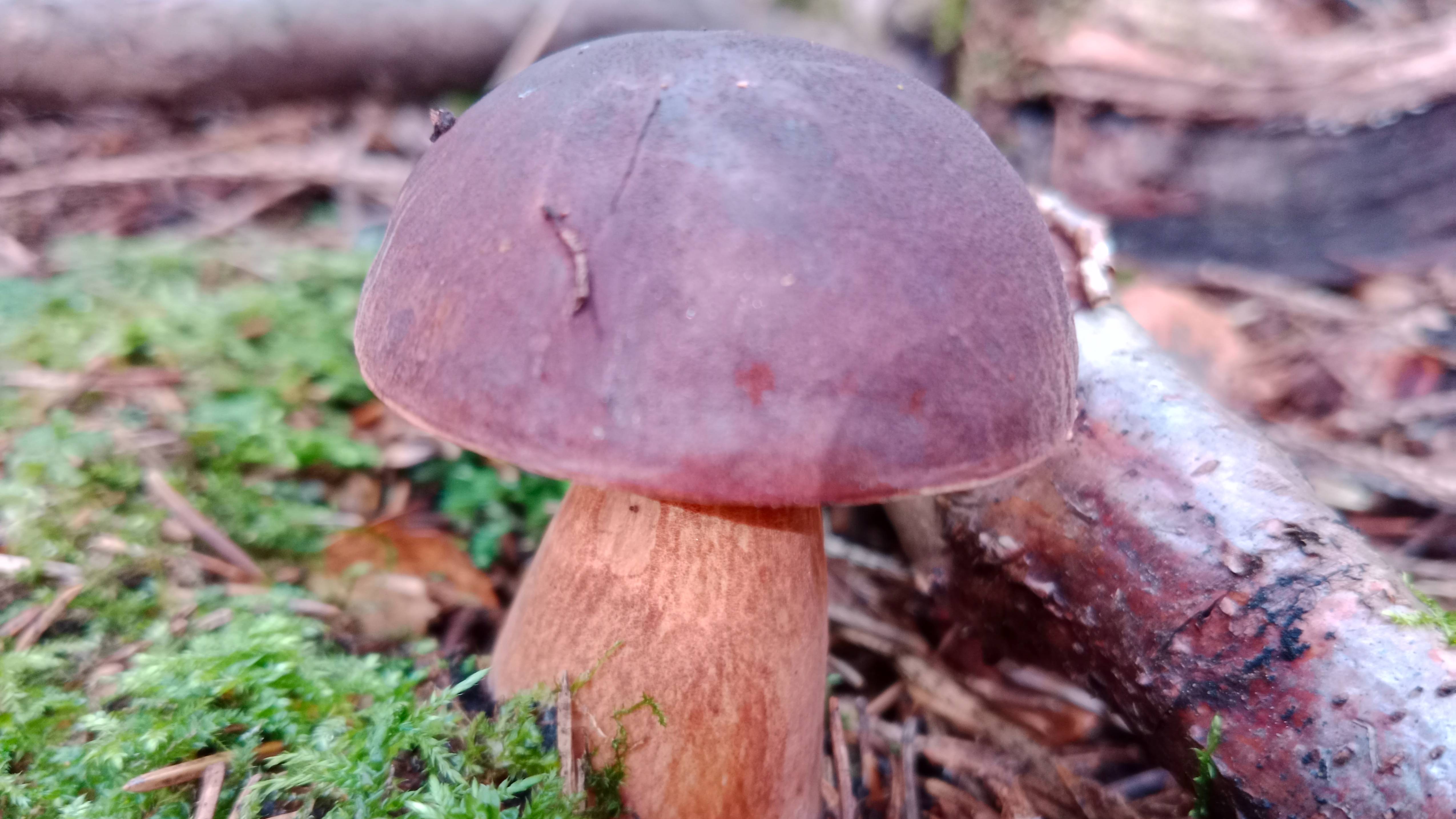 Грибная обстановка 28 августа на северо-западе Подмосковья