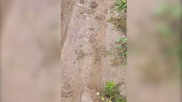 Усть-Илимск: Медведи частые гости в СНТ "Березка"