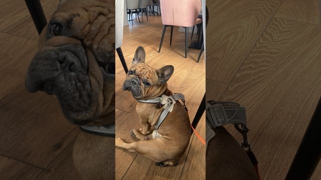 Авторская песня Корельской Светланы " Женщина с бульдогом"