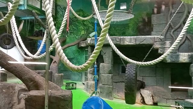 Московский зоопарк. Однорукая горилла. Гориллы человекообразные обезьяны павильон Обезьяны.