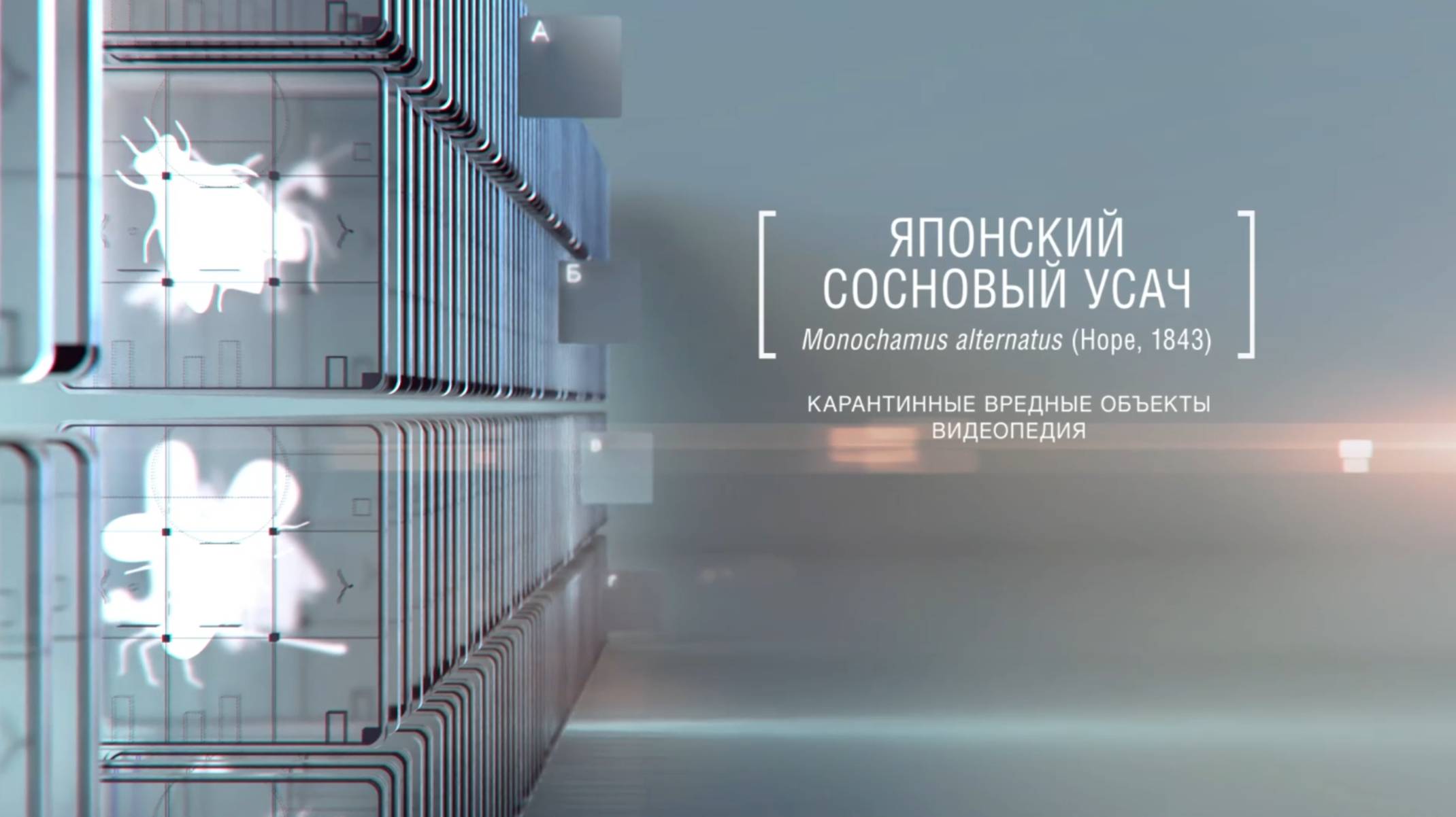 Японский Сосновый Усач Monochamus alternatus