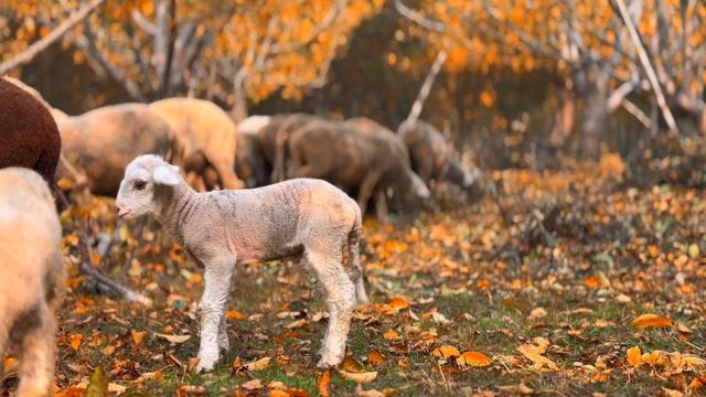 12655246_3840_2160_30fps