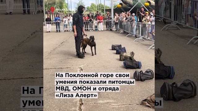 Четвероногие герои: на Поклонной горе почтили память фронтовых собак