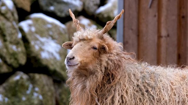 11090070-hd_3840_2160_25fps